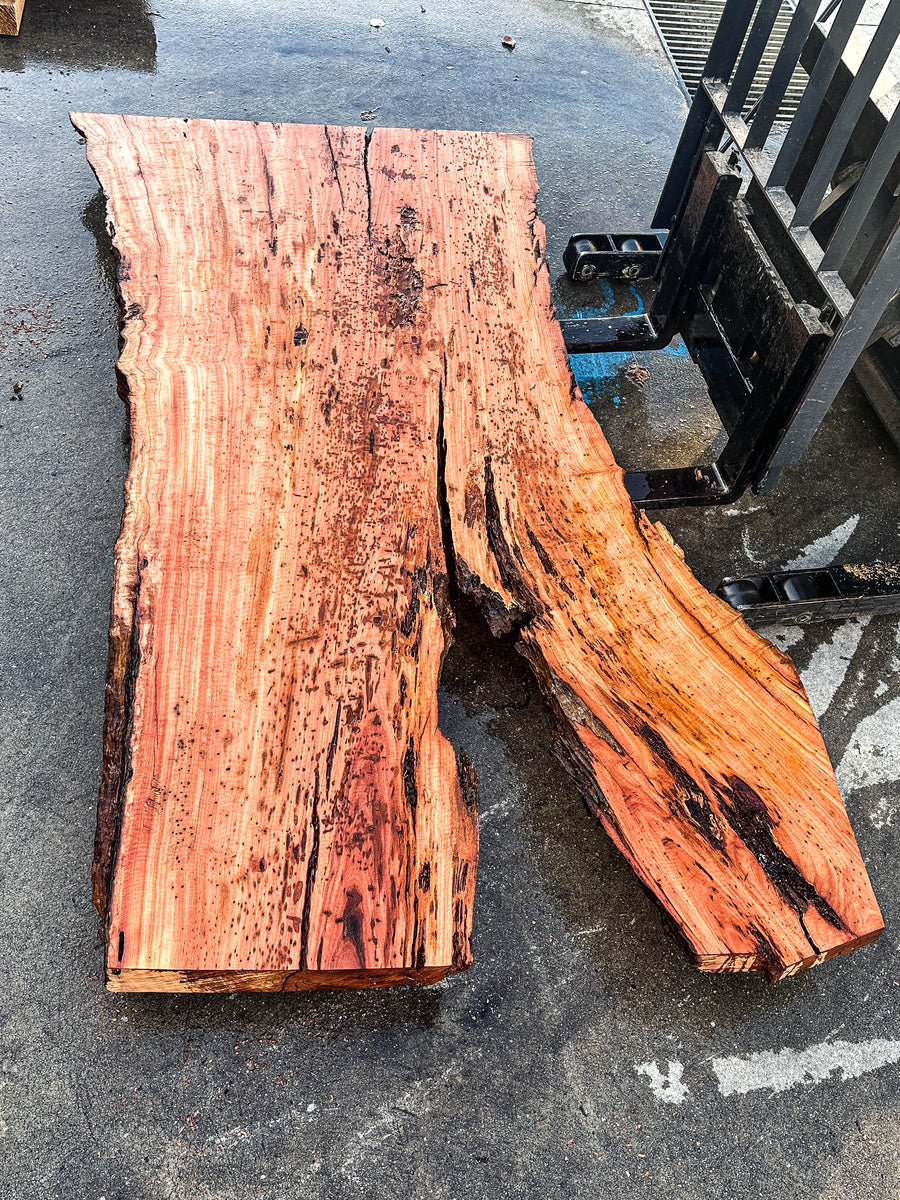 Ancient red gum | Health of Mind Art