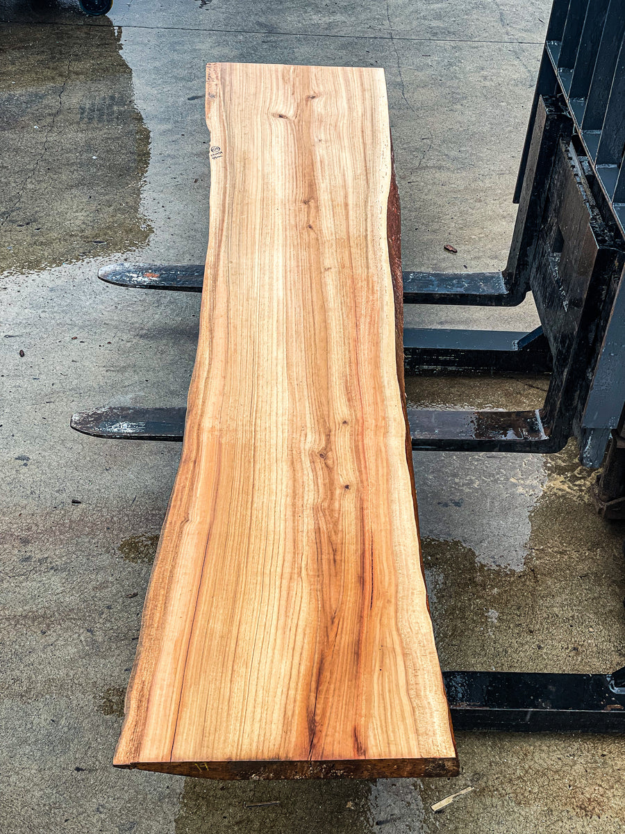 Spotted gum 1510 | Health of Mind Art