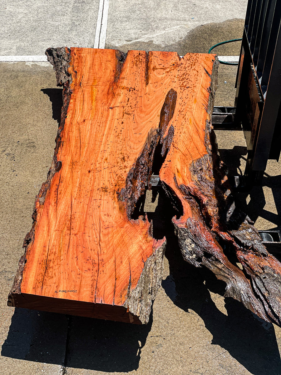 Ancient red gum ( massive )– Health of Mind Art